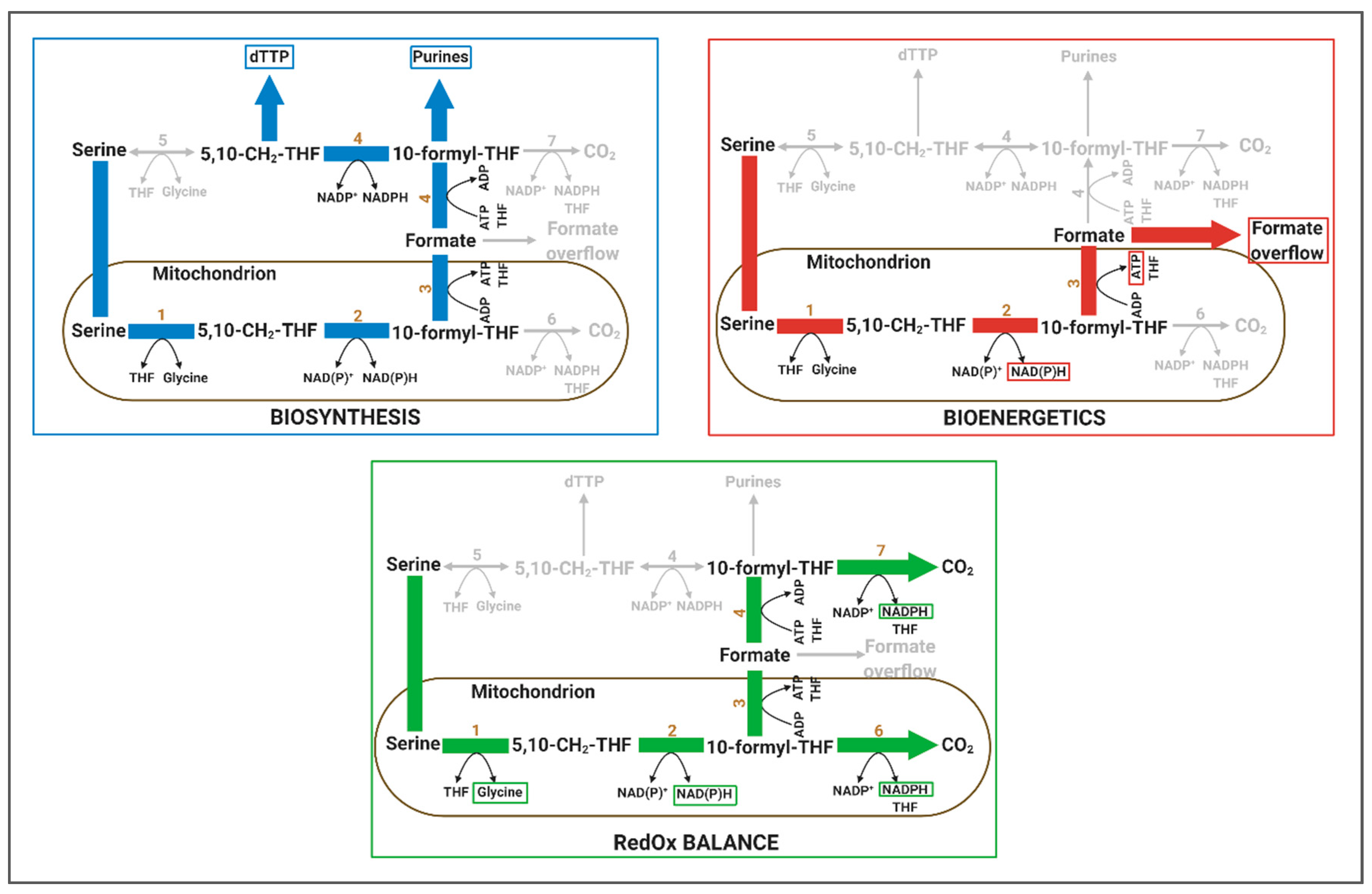 Metabolic Potential of Cancer Cells in Context of the Metastatic Cascade