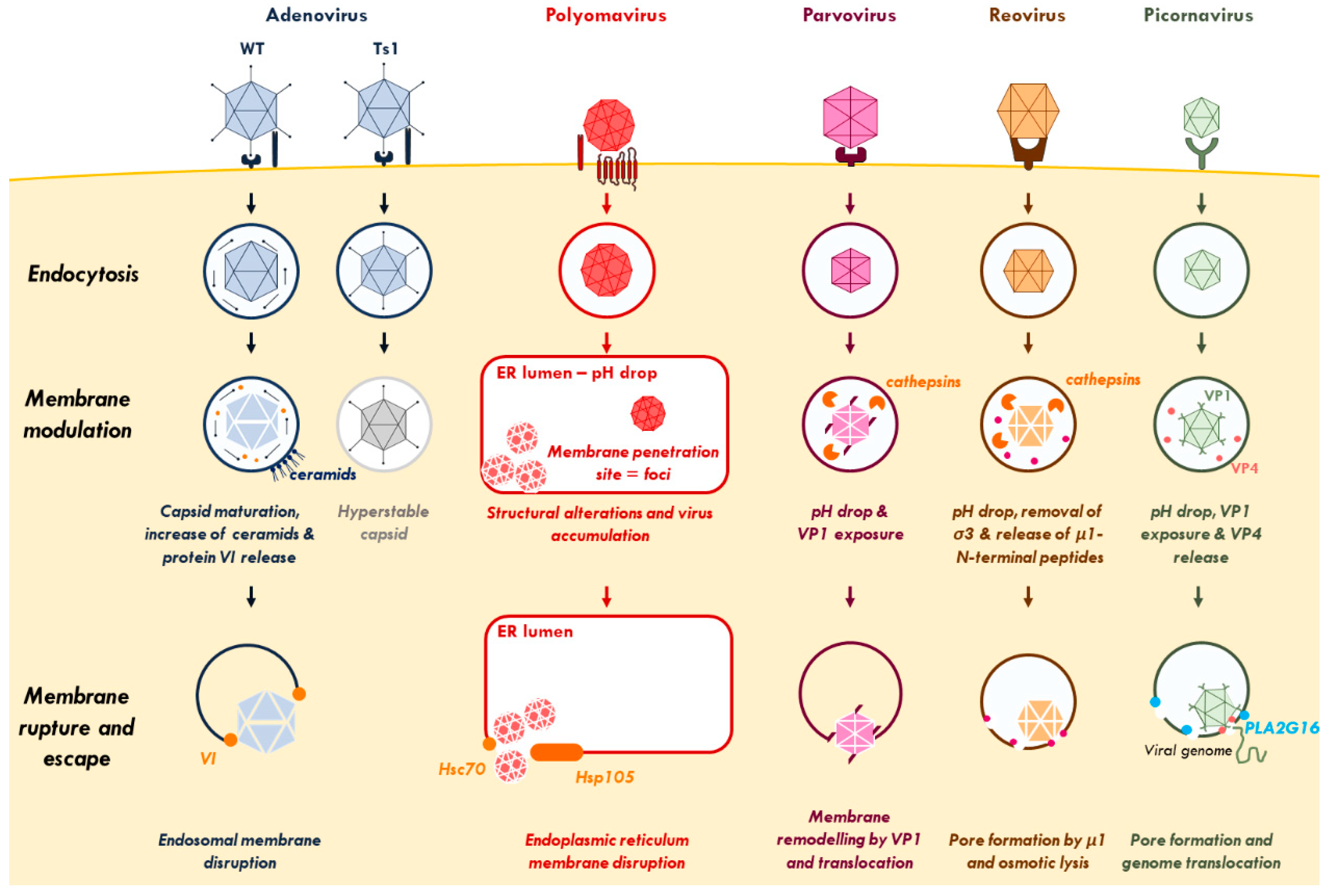 “Repair Me if You Can”: Membrane Damage, Response, and Control from the ...