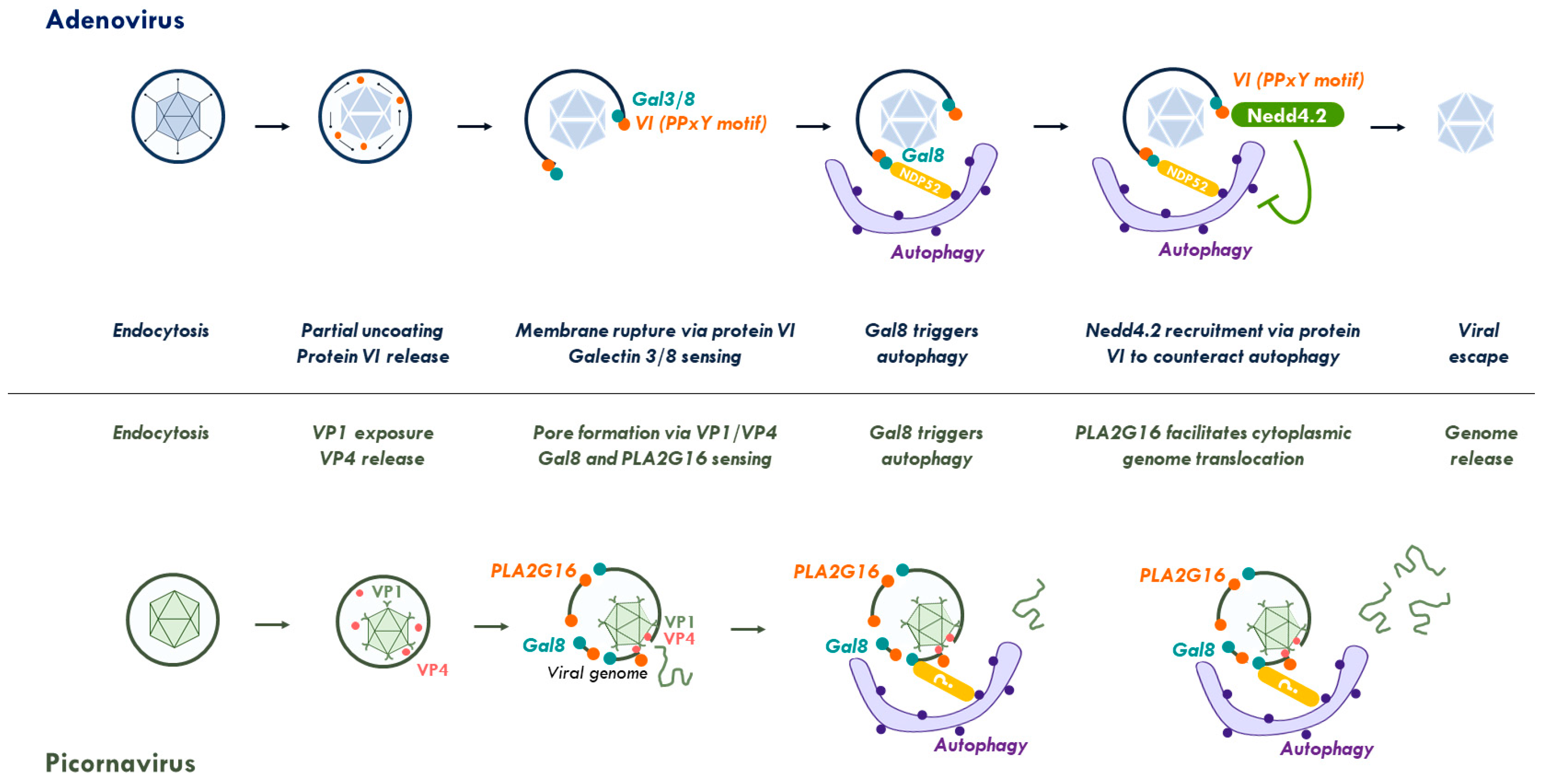“Repair Me if You Can”: Membrane Damage, Response, and Control from the ...