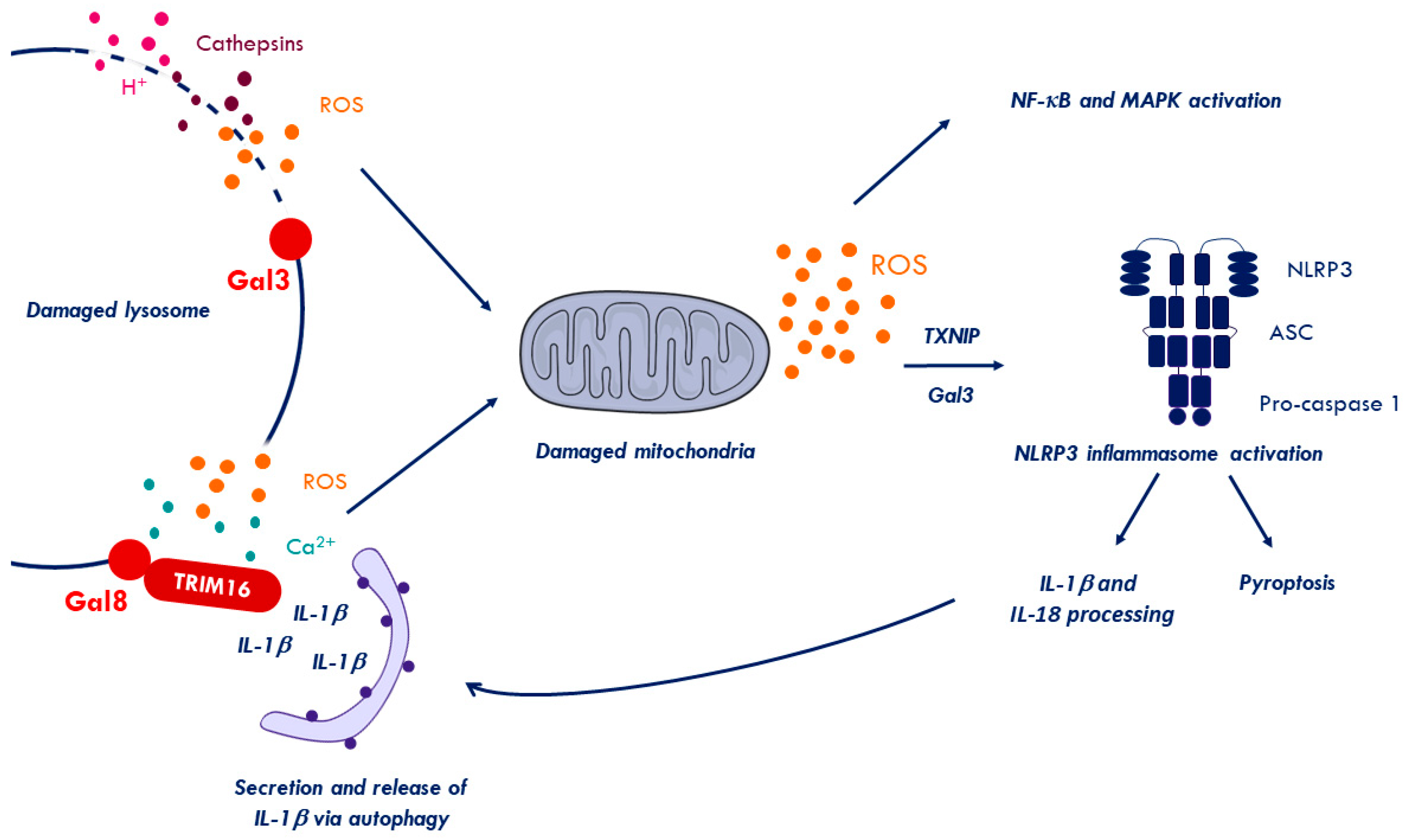 “Repair Me if You Can”: Membrane Damage, Response, and Control from the ...