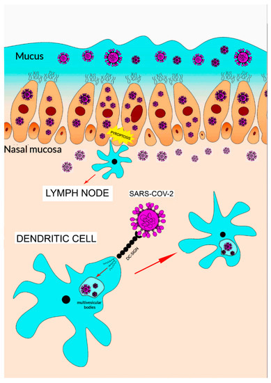 Dendritic Cells and SARS-CoV-2 Infection: Still an Unclarified Connection