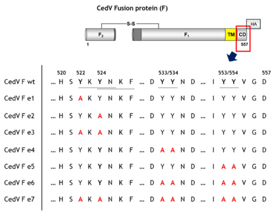 Importance of Endocytosis for the Biological Activity of Cedar Virus ...