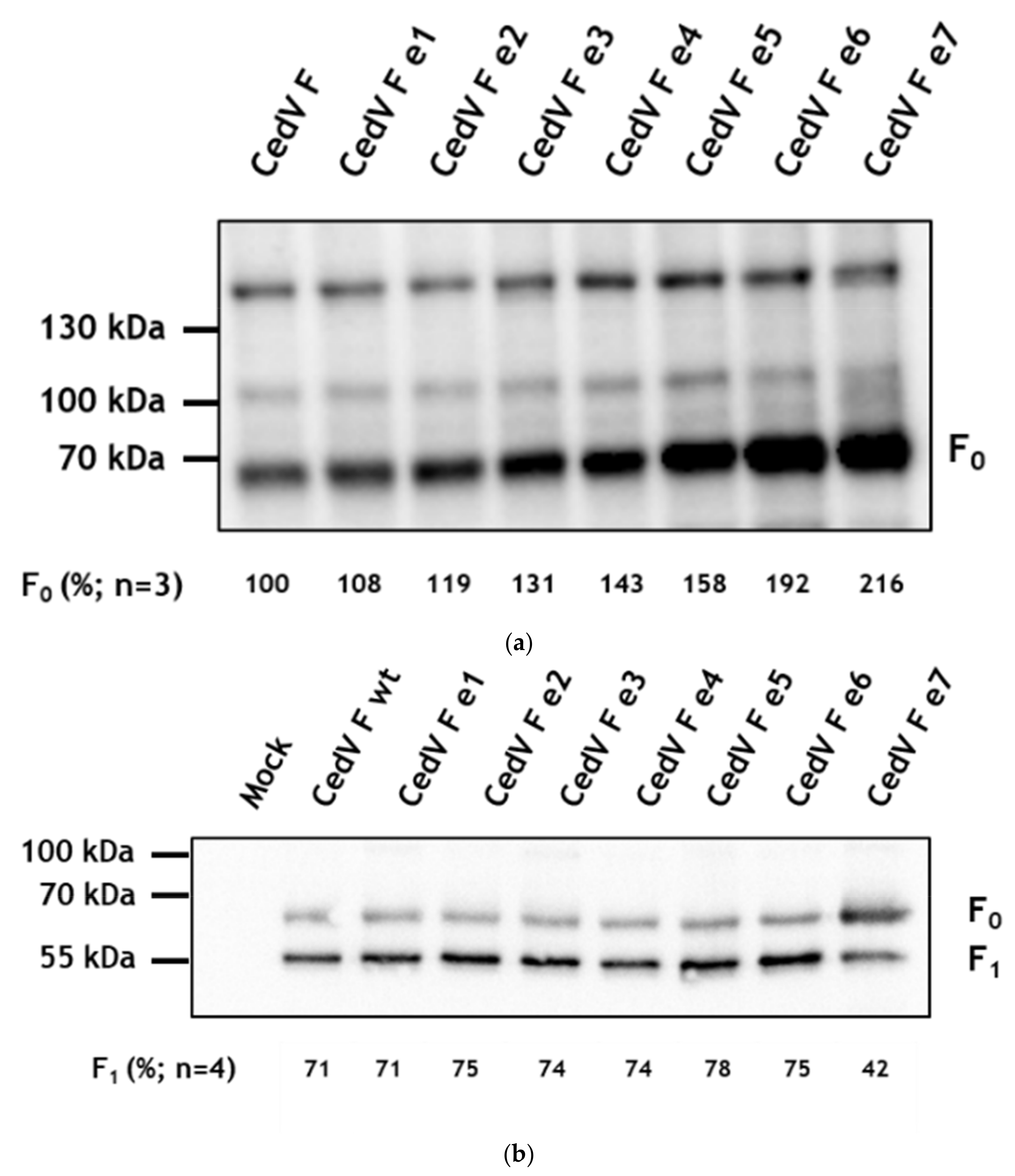 Importance of Endocytosis for the Biological Activity of Cedar Virus ...