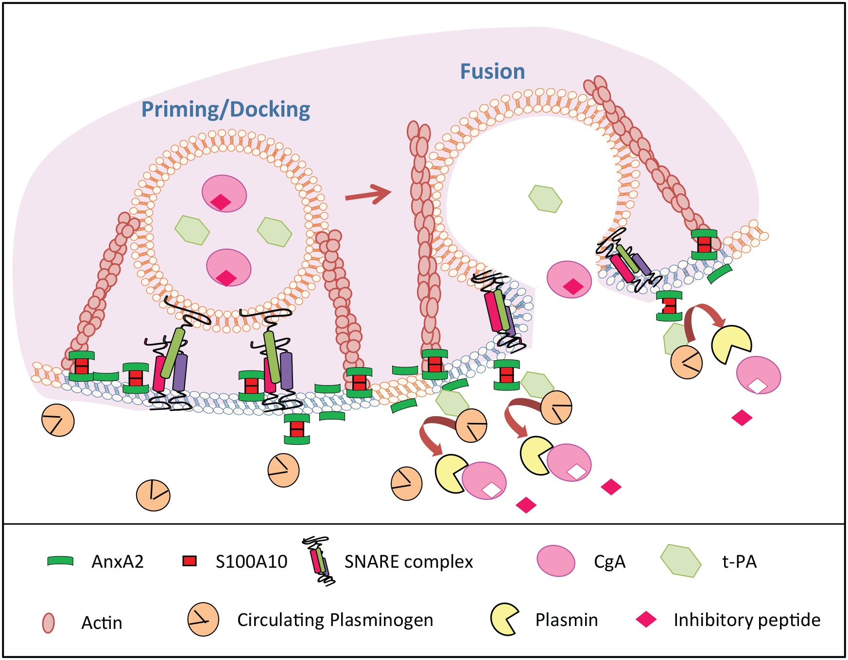 Cells | Free Full-Text | Annexin A2 Egress during Calcium-Regulated ...
