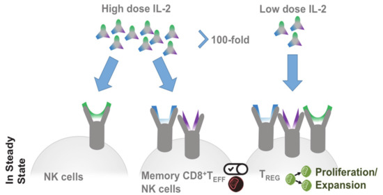 Targeted Activation of T Cells with IL-2-Coupled Nanoparticles