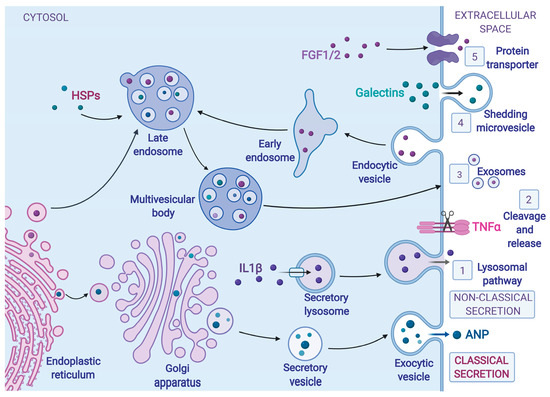 ER Stress-Induced Secretion of Proteins and Their Extracellular ...