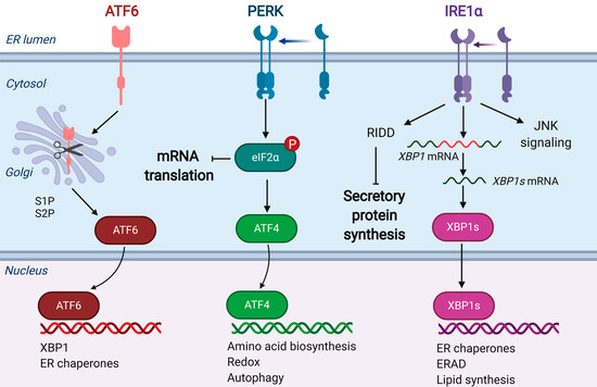 ER Stress-Induced Secretion of Proteins and Their Extracellular ...