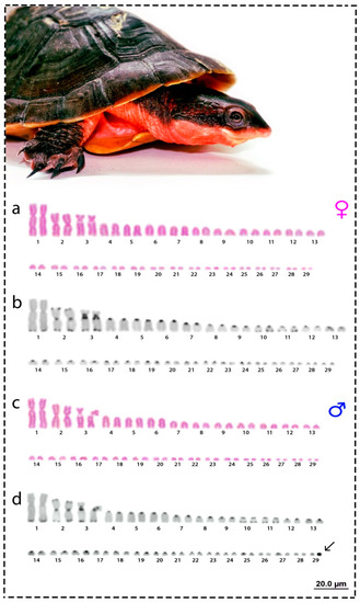 Cells | Free Full-Text | The Amazonian Red Side-Necked Turtle Rhinemys ...