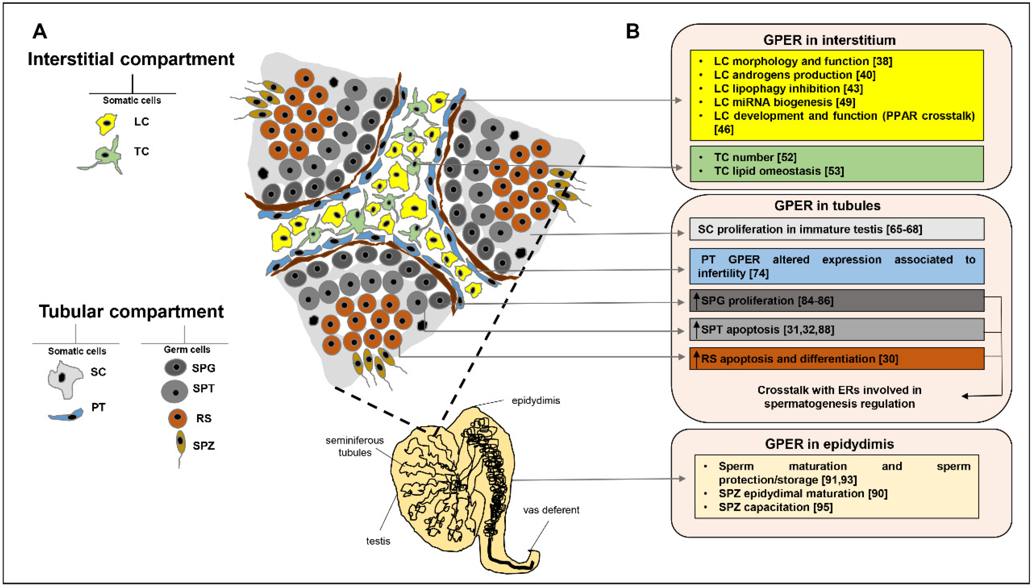 Cells Free Full Text Role Of Gper Mediated Signaling In Testicular
