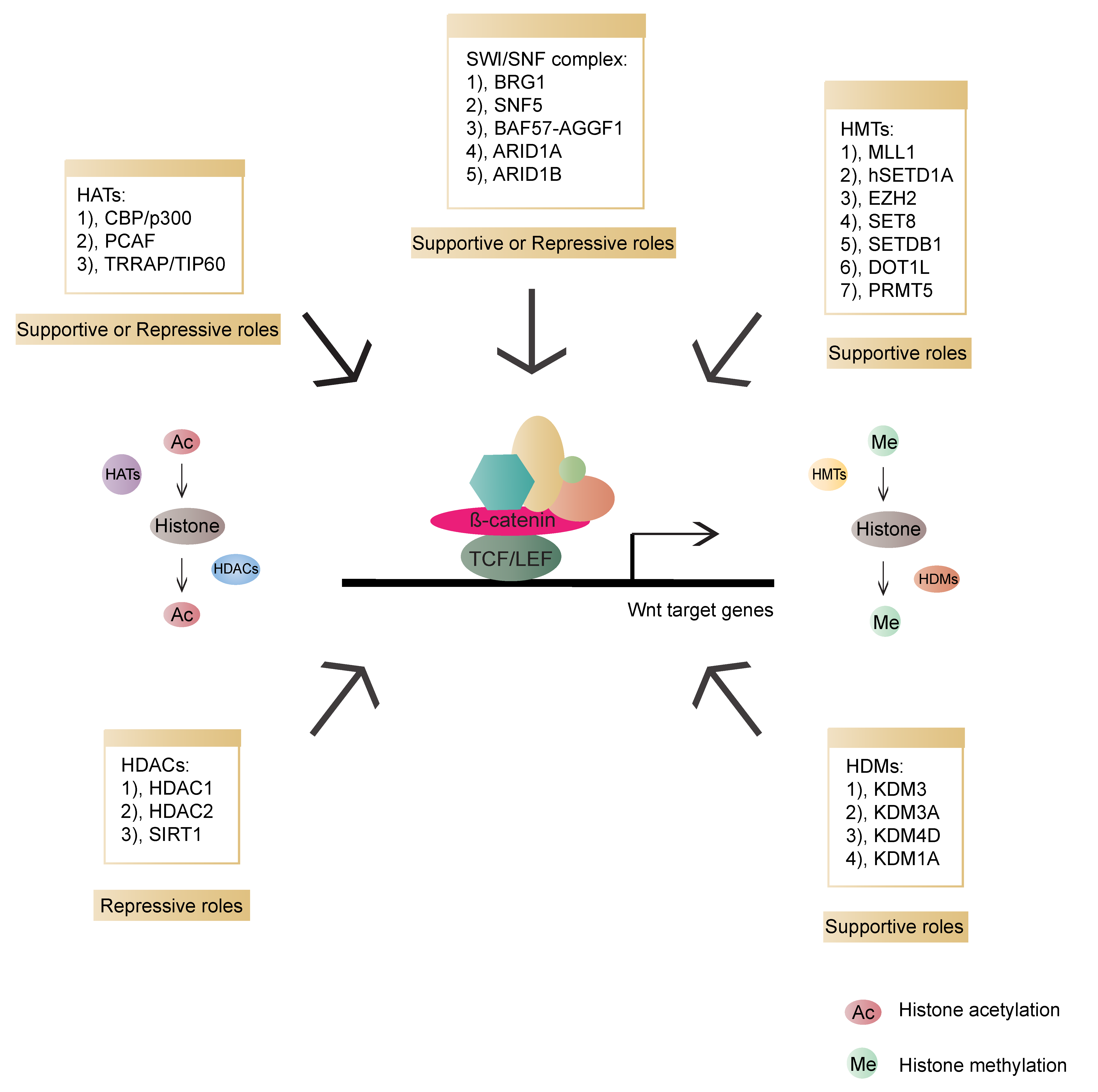 Cells Free Full Text Transcriptional Regulation Of Wnt β Catenin