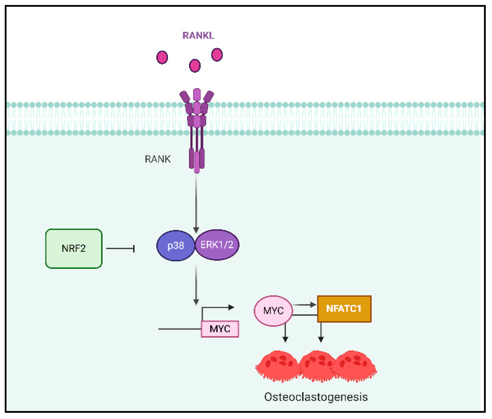 NRF2 Is an Upstream Regulator of MYC-Mediated Osteoclastogenesis and ...