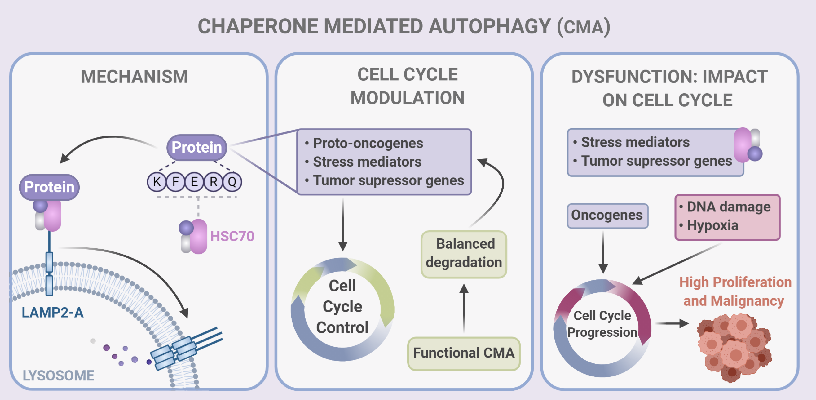 Cells | Free Full-Text | The Role of Chaperone-Mediated Autophagy in ...