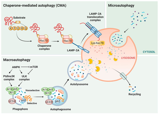 The Role of Chaperone-Mediated Autophagy in Cell Cycle Control and Its Implications in Cancer