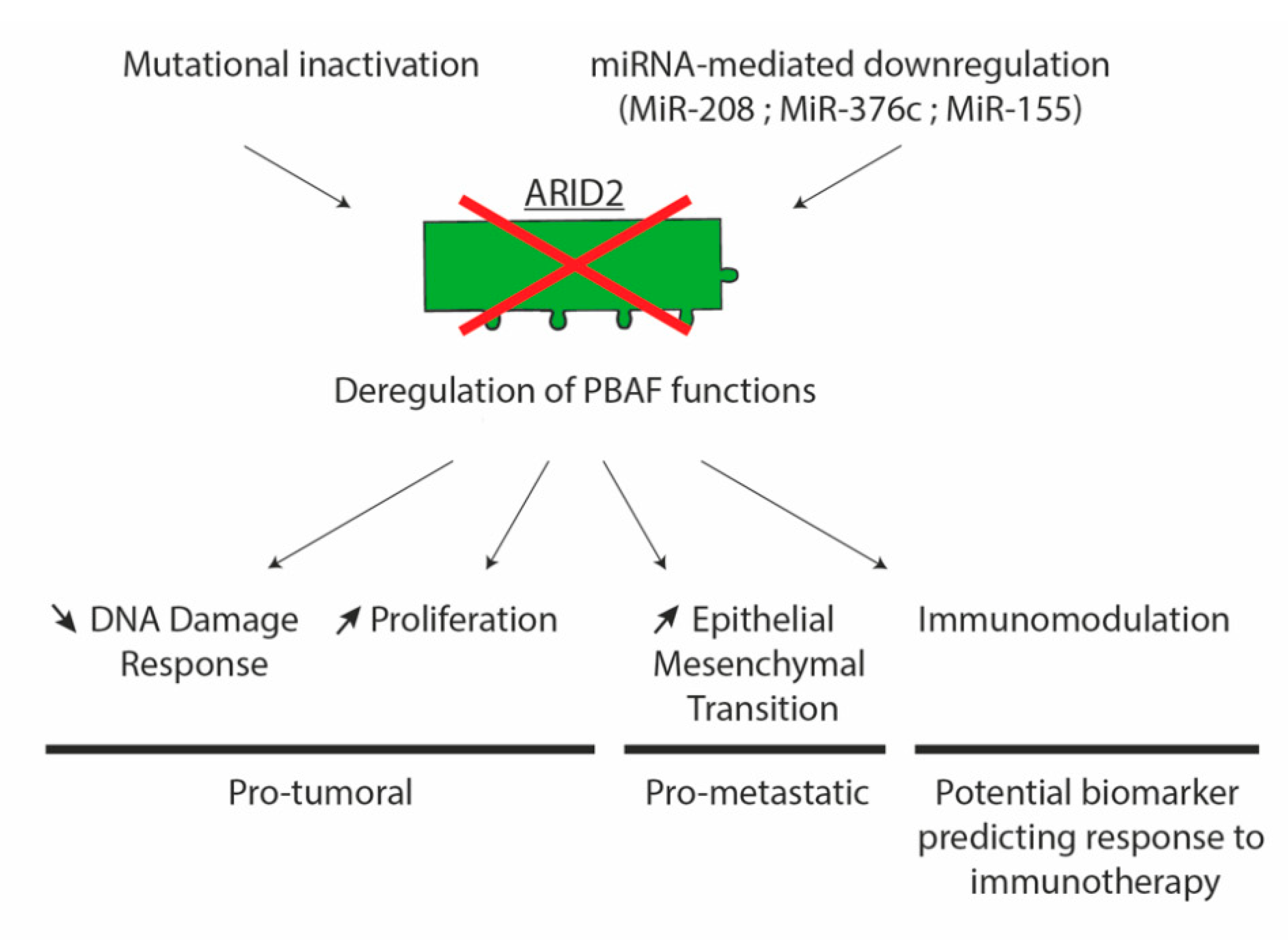 ARID2 Chromatin Remodeler in Hepatocellular Carcinoma