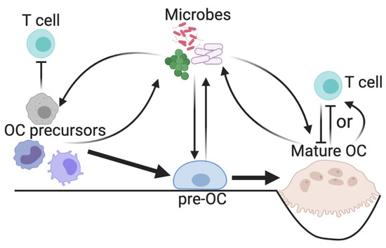 Multitasking by the OC Lineage during Bone Infection: Bone Resorption ...
