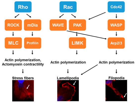 Rho GTPases: Big Players in Breast Cancer Initiation, Metastasis and ...