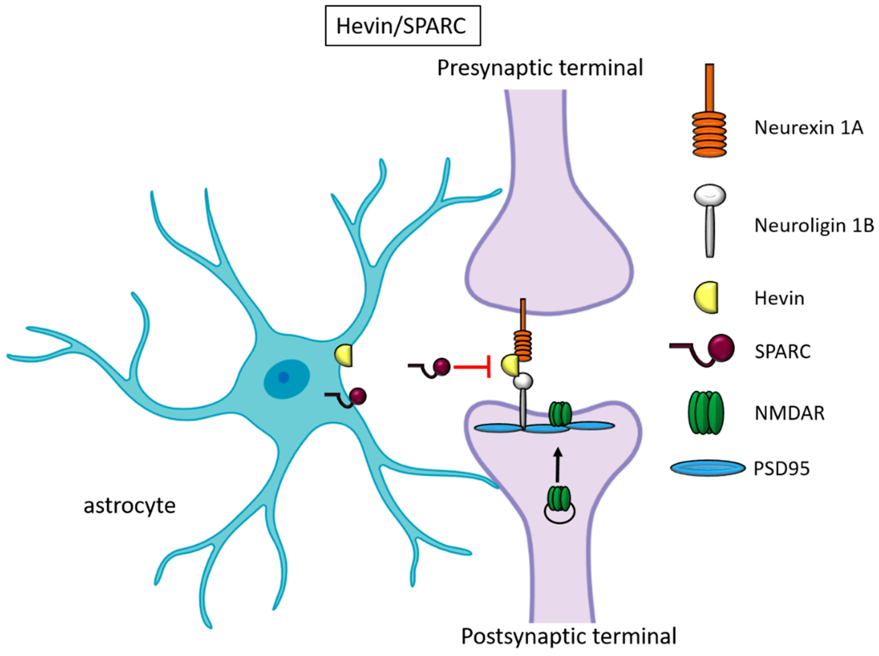 Astrocytic Factors Controlling Synaptogenesis: A Team Play