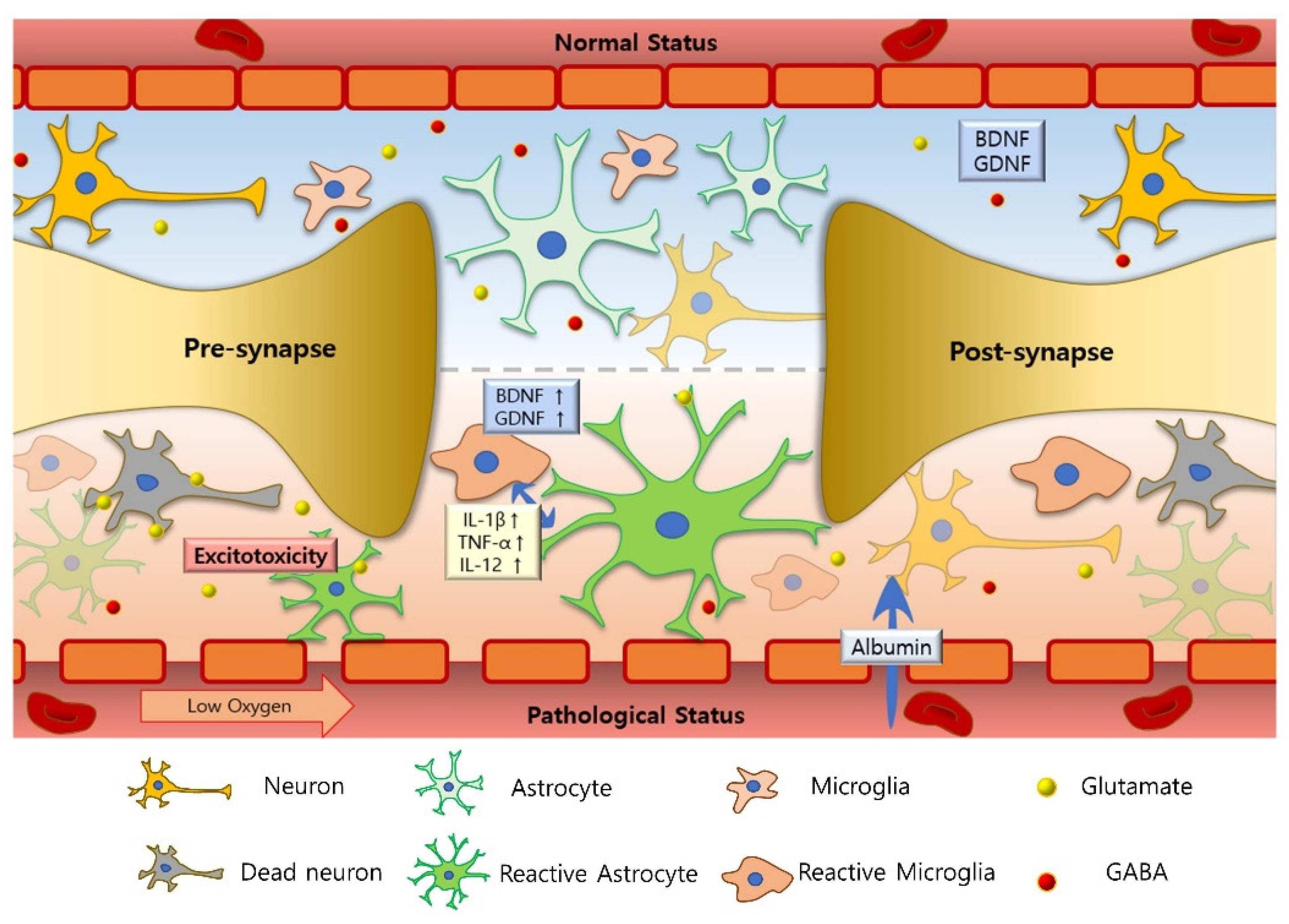 Neuron Glia Interactions In Neurodevelopmental Disorders