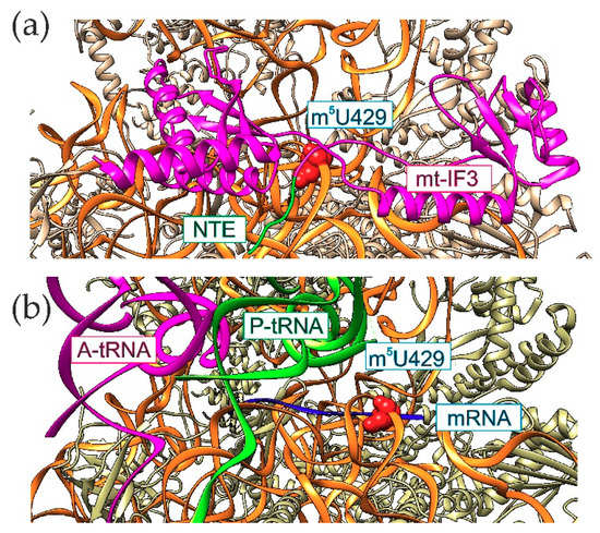 Epitranscriptomics of Mammalian Mitochondrial Ribosomal RNA