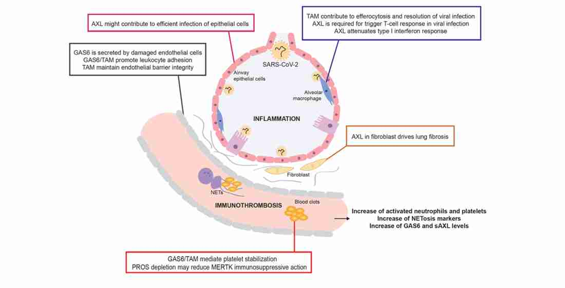 Cells | Free Full-Text | Role of Vitamin K-Dependent Factors Protein S ...