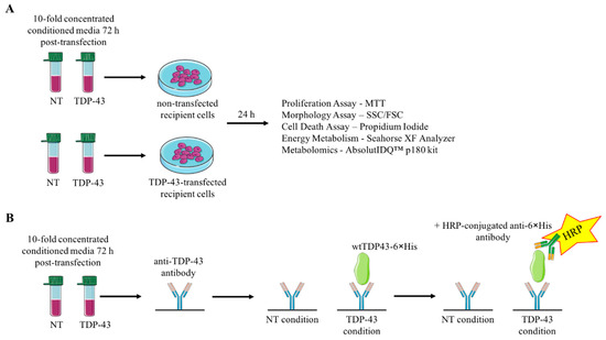 Conditioned Medium from Cells Overexpressing TDP-43 Alters the ...
