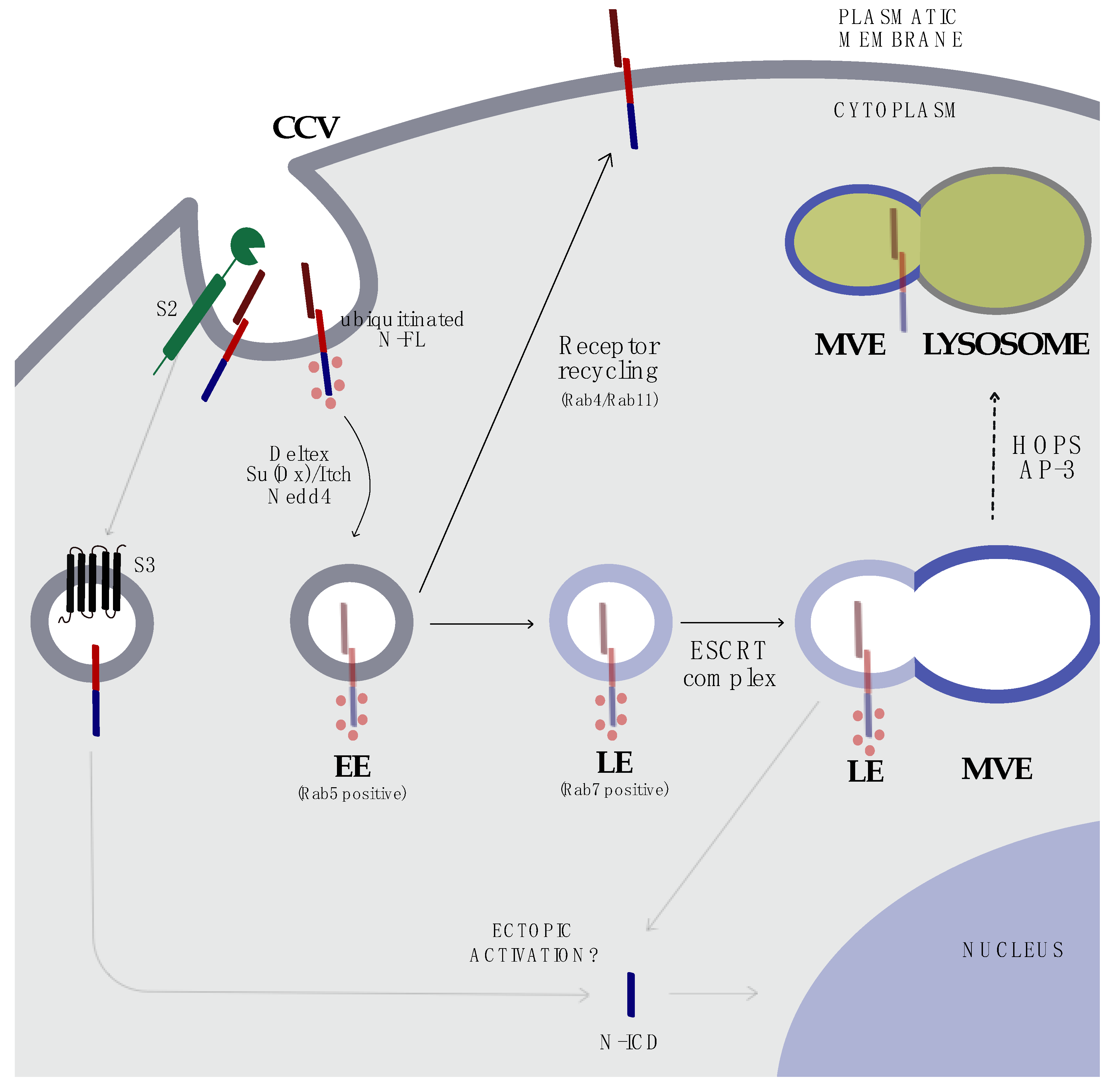 Targeting Notch Trafficking and Processing in Cancers