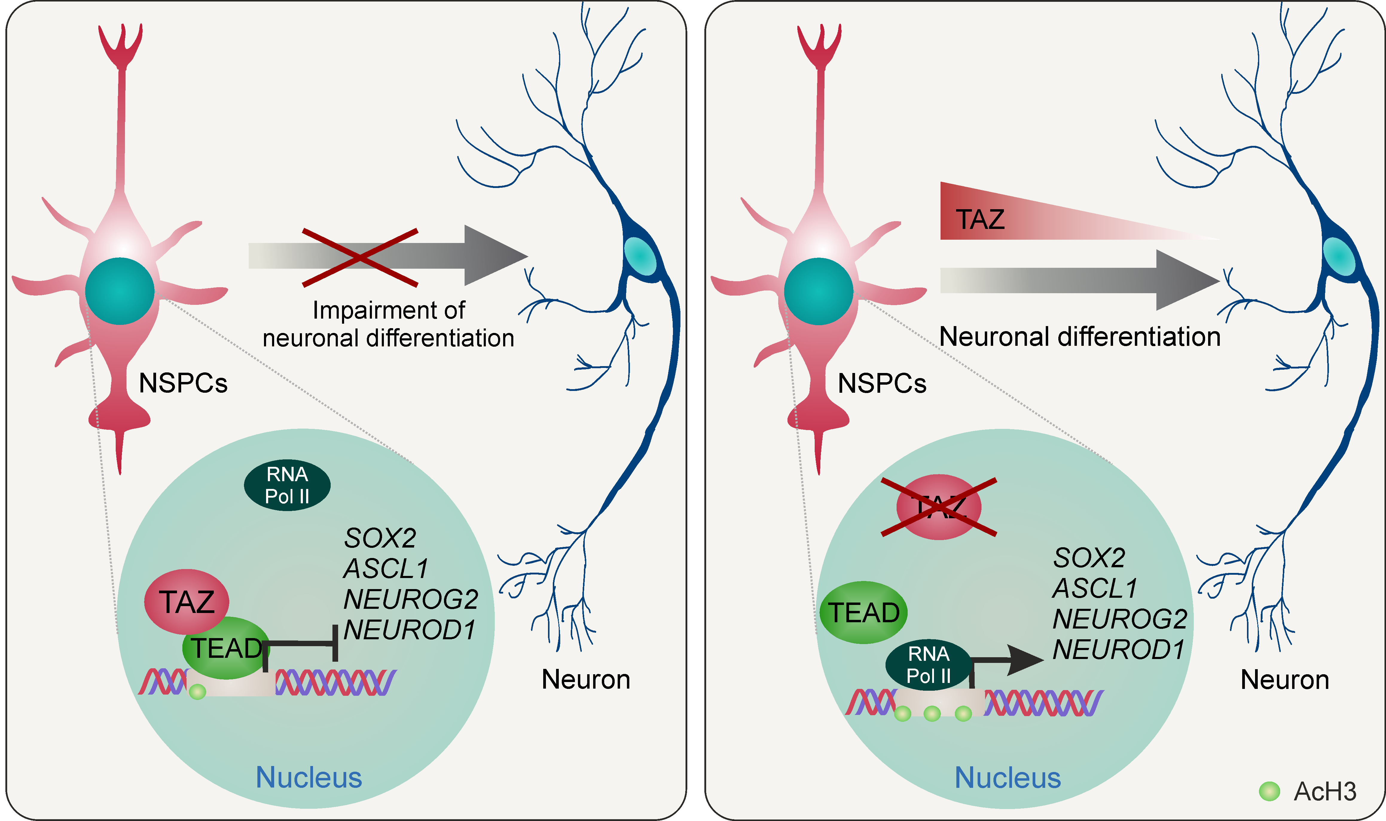 Cells | Free Full-Text | TAZ Represses the Neuronal Commitment of ...