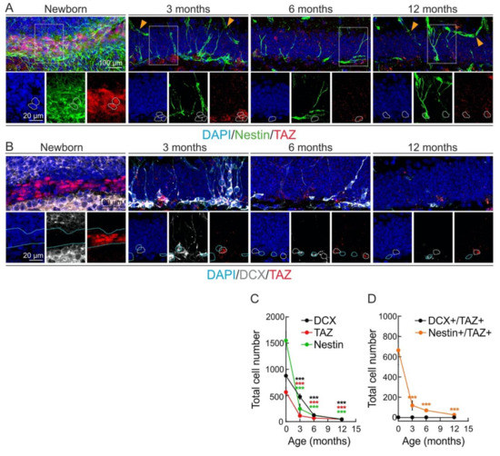 TAZ Represses the Neuronal Commitment of Neural Stem Cells