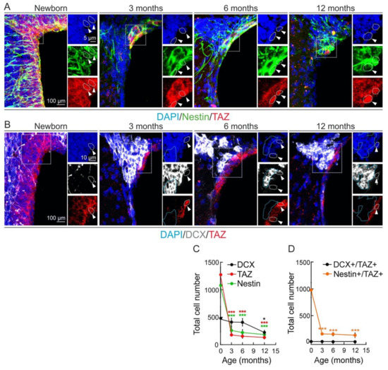 TAZ Represses the Neuronal Commitment of Neural Stem Cells