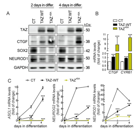 TAZ Represses the Neuronal Commitment of Neural Stem Cells