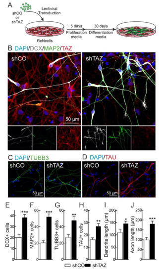 TAZ Represses the Neuronal Commitment of Neural Stem Cells
