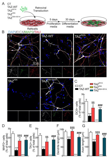 TAZ Represses the Neuronal Commitment of Neural Stem Cells