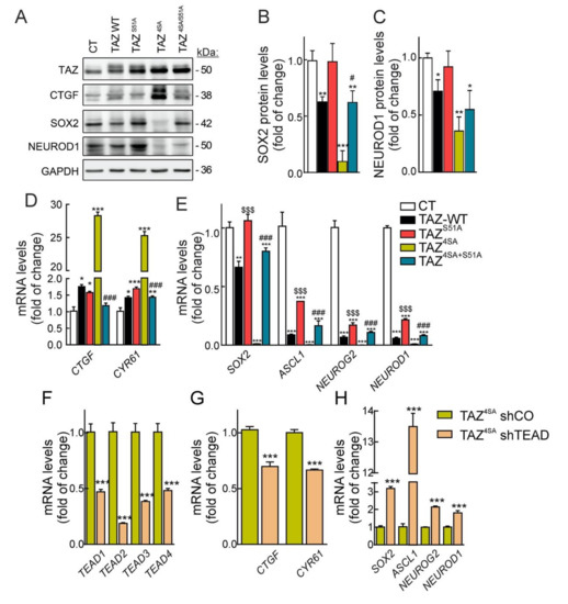 TAZ Represses the Neuronal Commitment of Neural Stem Cells