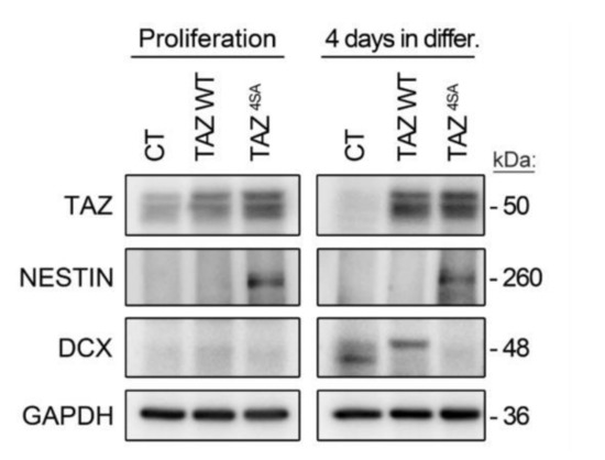 TAZ Represses the Neuronal Commitment of Neural Stem Cells