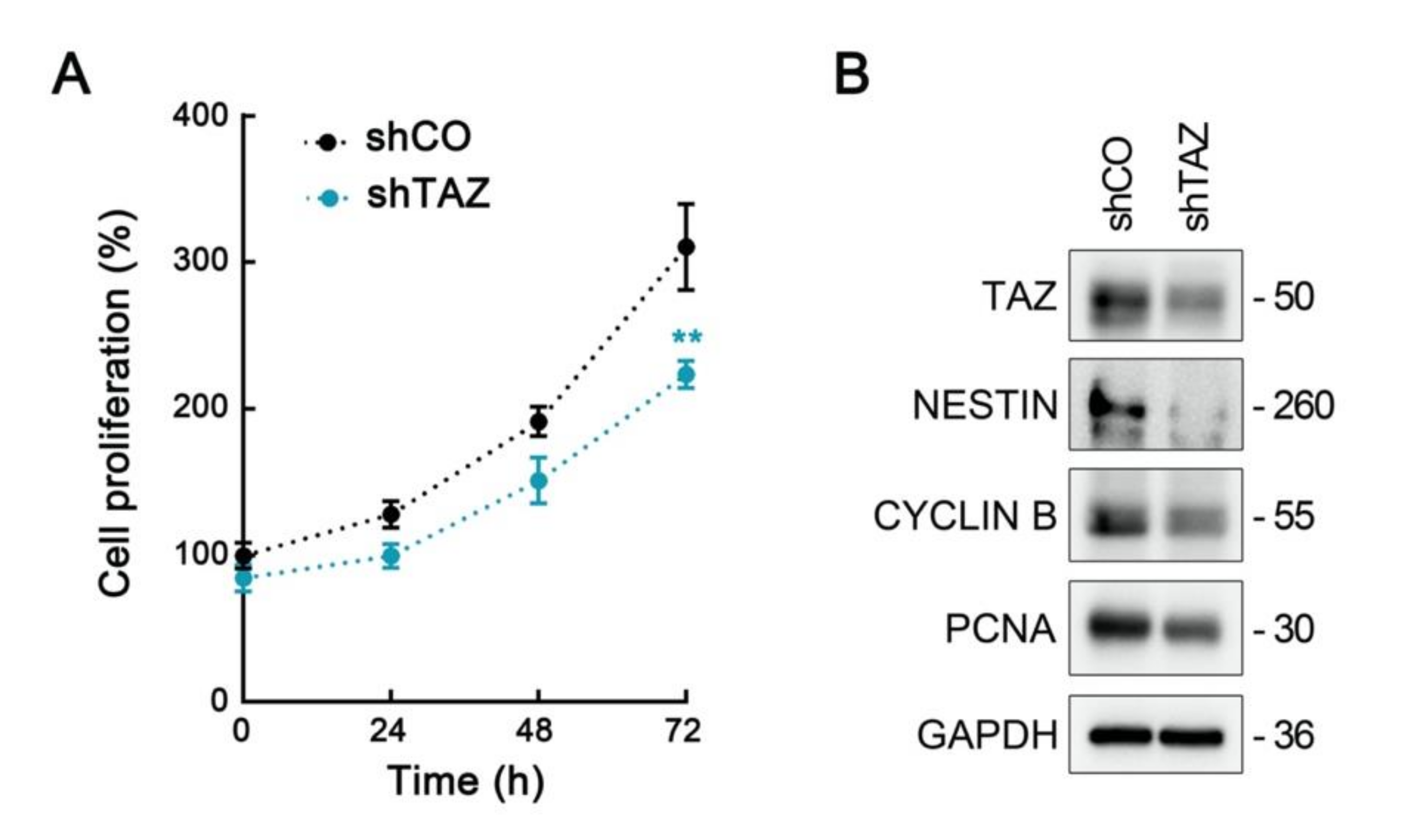 TAZ Represses the Neuronal Commitment of Neural Stem Cells