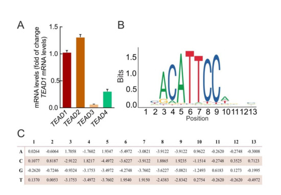 TAZ Represses the Neuronal Commitment of Neural Stem Cells
