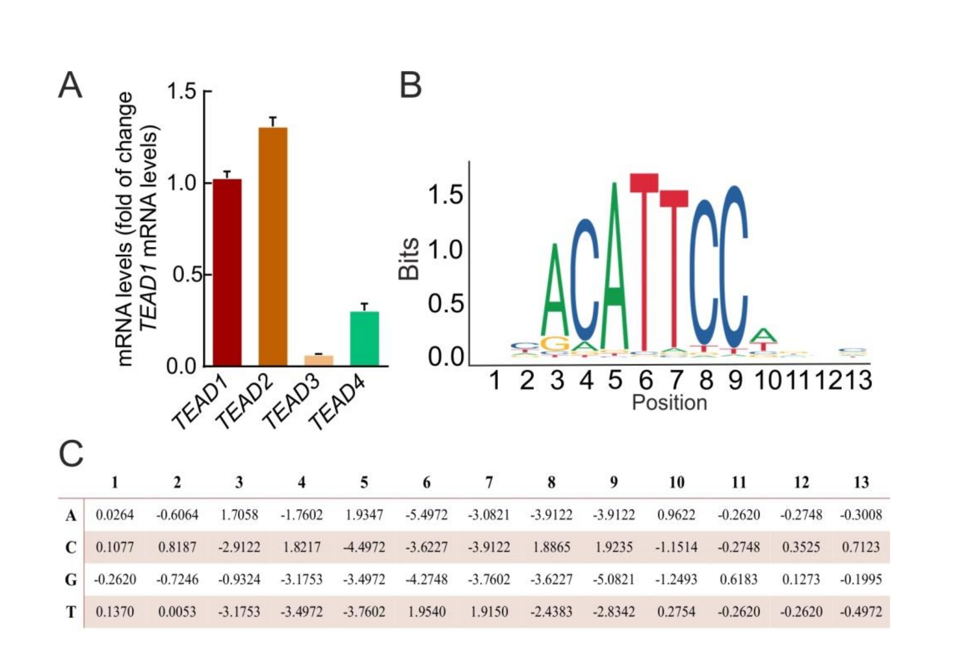 TAZ Represses the Neuronal Commitment of Neural Stem Cells