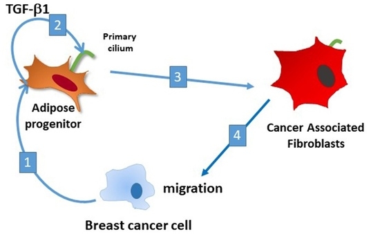 Cells | Free Full-Text | The Primary Cilium of Adipose Progenitors Is ...