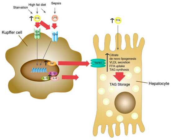 Kupffer Cells Sense Free Fatty Acids and Regulate Hepatic Lipid ...
