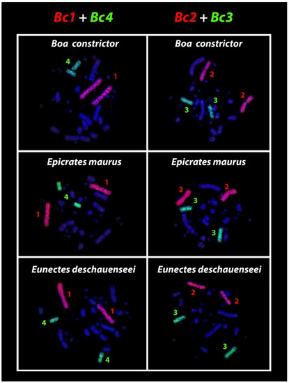 Revisiting the Karyotype Evolution of Neotropical Boid Snakes: A Puzzle ...