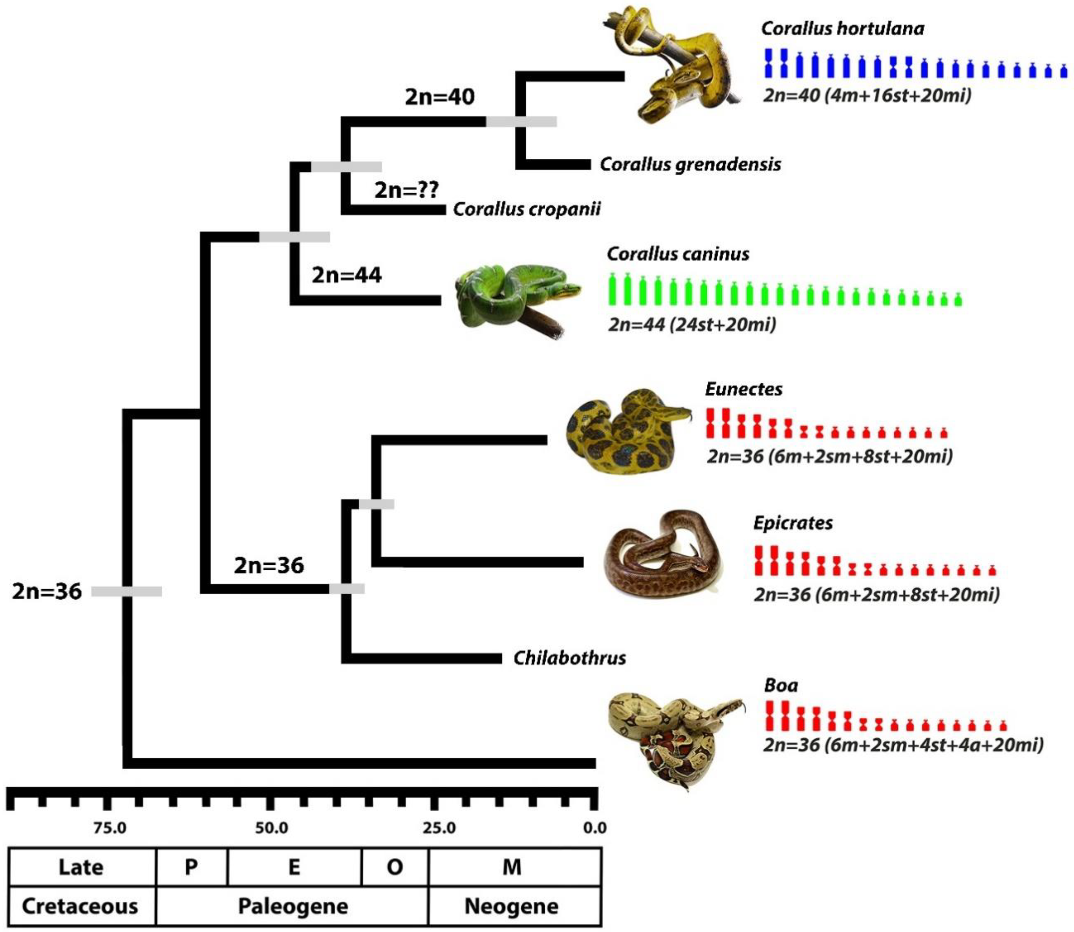 Snake Evolution Tree