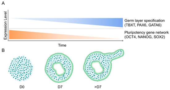 Cell Mechanics in Embryoid Bodies