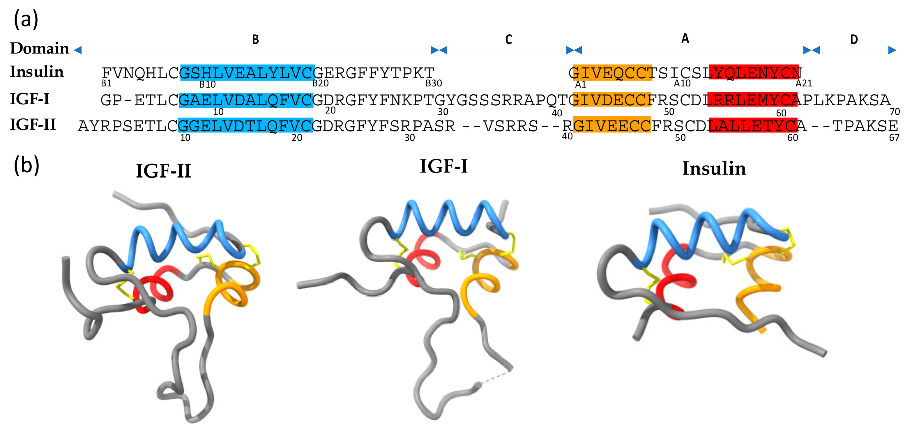 Understanding IGF-II Action through Insights into Receptor Binding and Activation