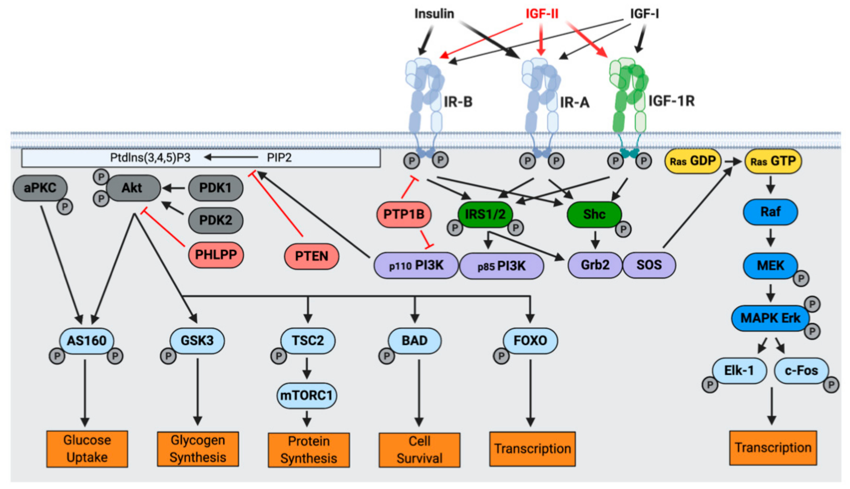Cells Free Full Text Understanding Igf Ii Action Through Insights