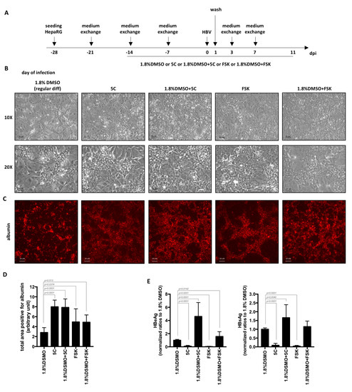 Fast Differentiation of HepaRG Cells Allowing Hepatitis B and Delta ...
