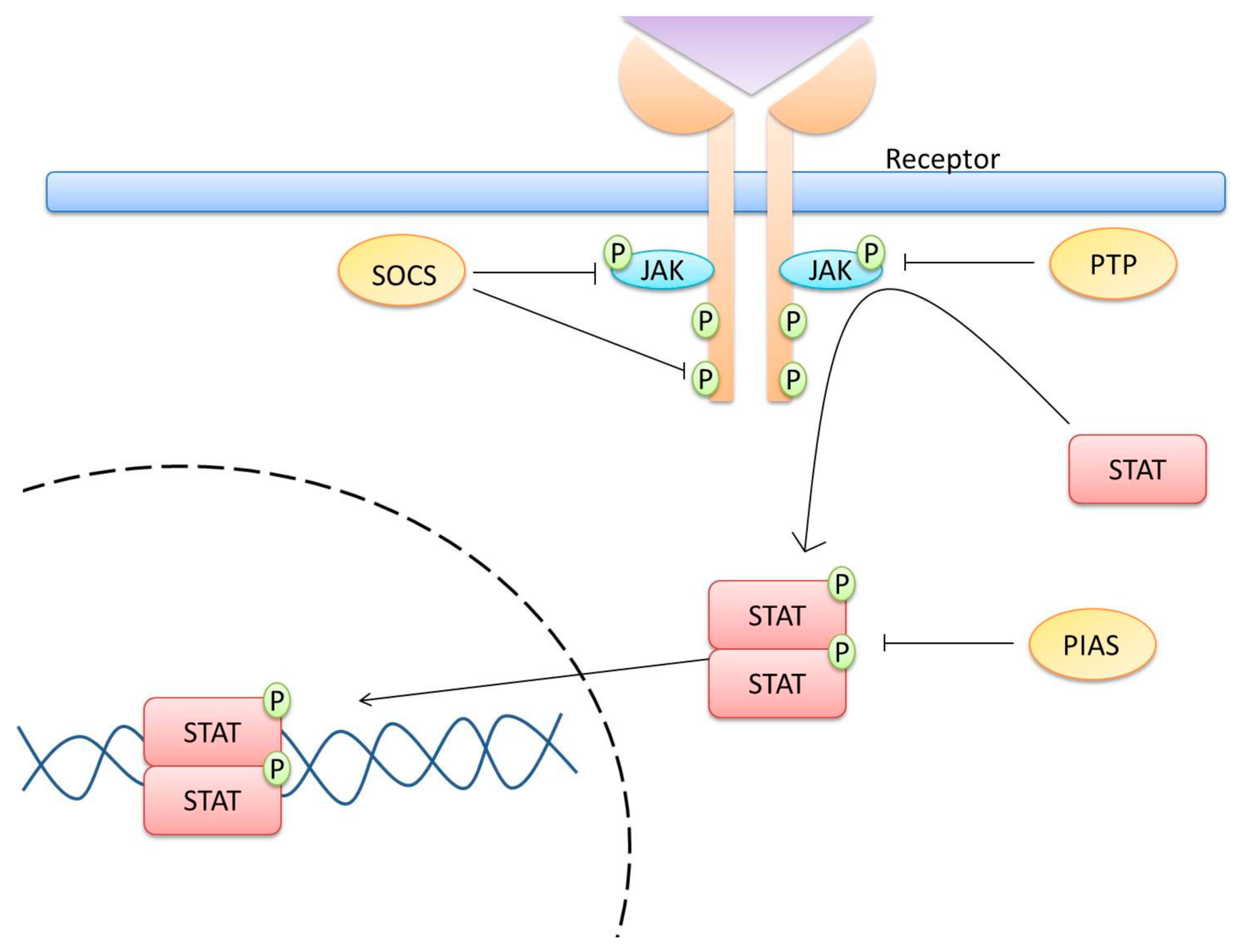 Cells Free Full Text Role Of The Jak Stat Pathway In Cervical