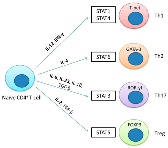 Role of the JAK/STAT Pathway in Cervical Cancer: Its Relationship with HPV E6/E7 Oncoproteins