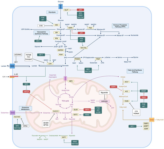 Cancer Metabolism: Phenotype, Signaling and Therapeutic Targets
