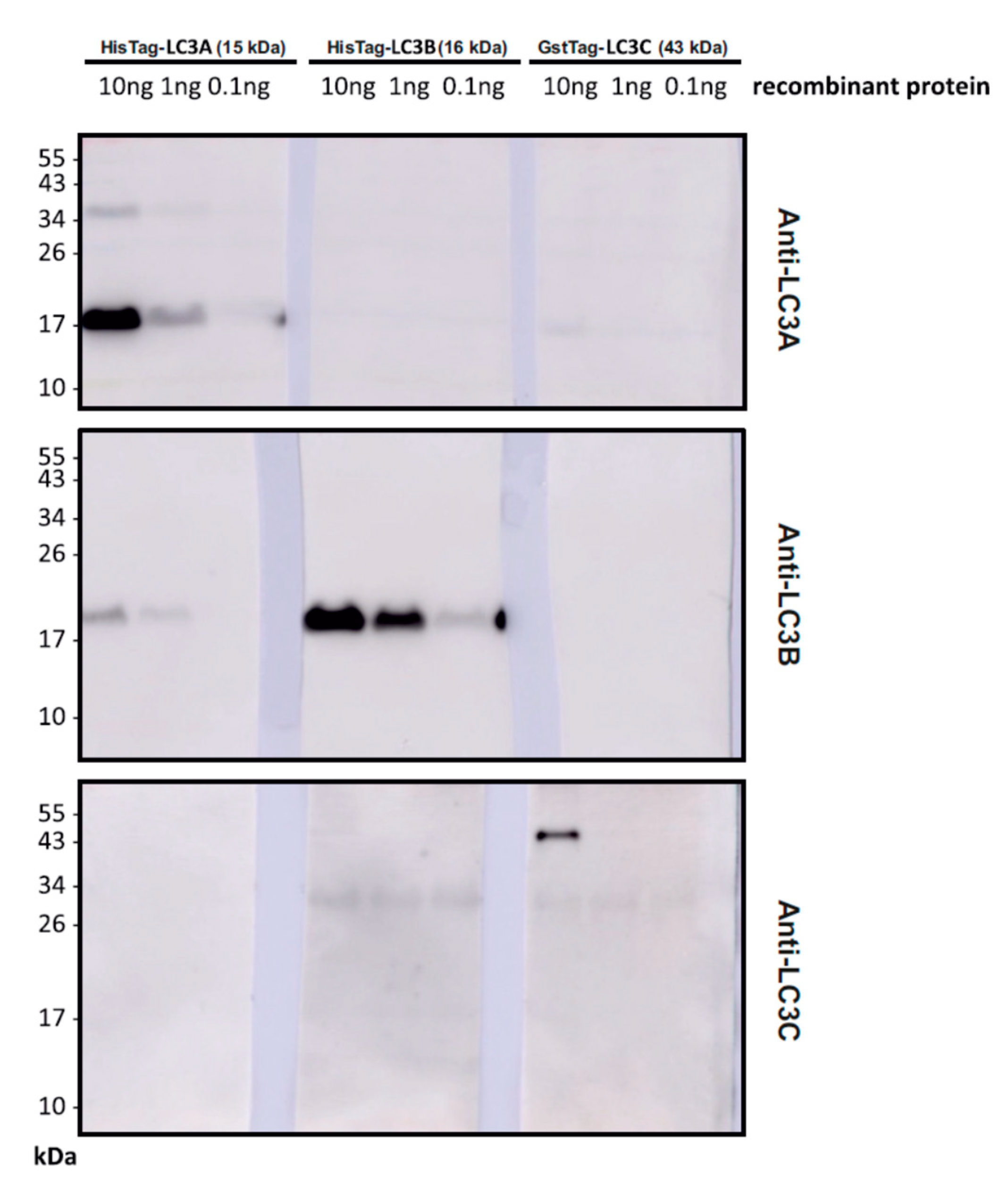 Novel Insights into the Cellular Localization and Regulation of the ...