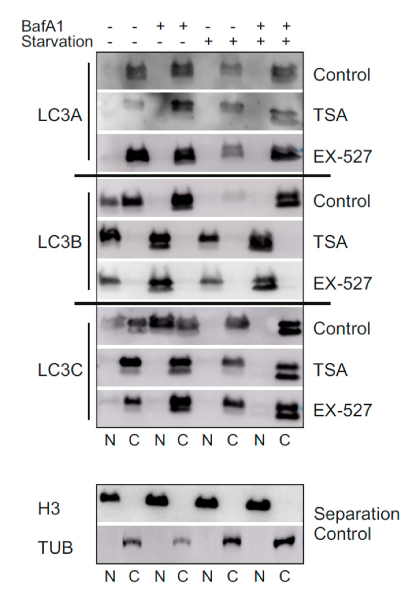 Novel Insights into the Cellular Localization and Regulation of the ...